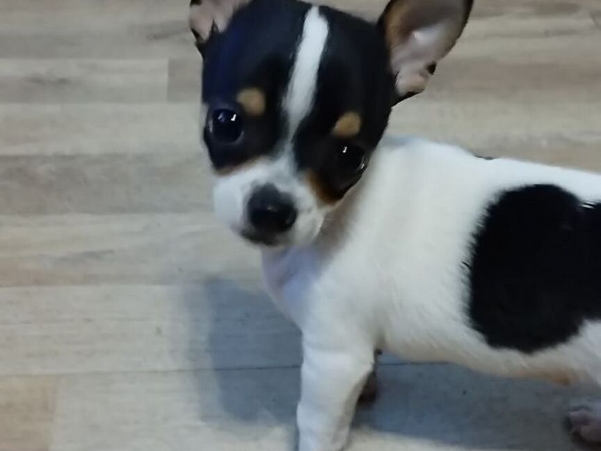 Чихуахуа мини вязка