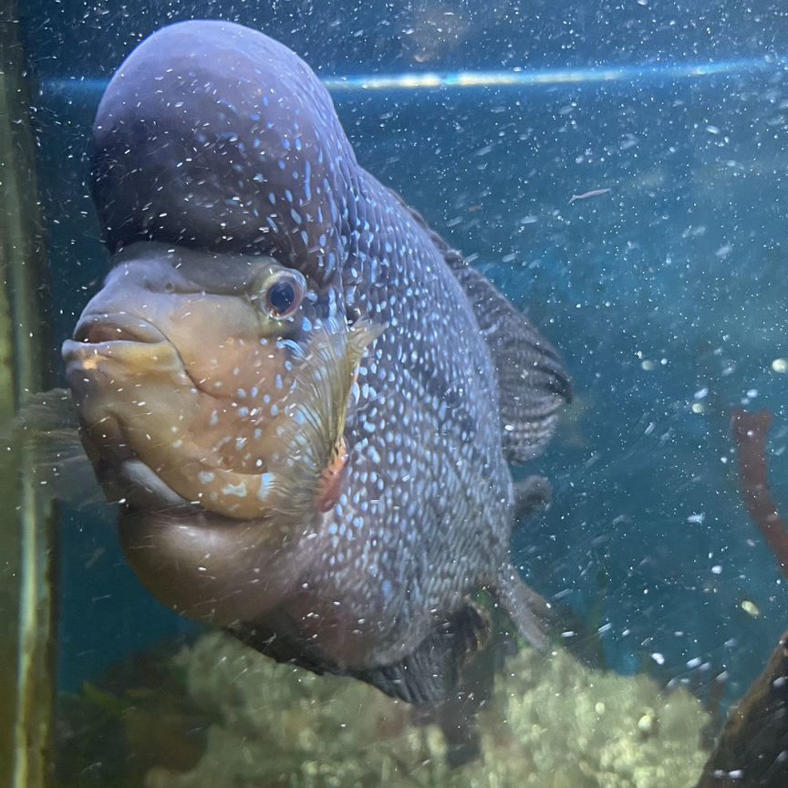 Флауэр Хорн, черный нож и лепоринус