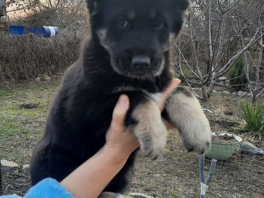 Собаки бесплатно в добрые руки щенки