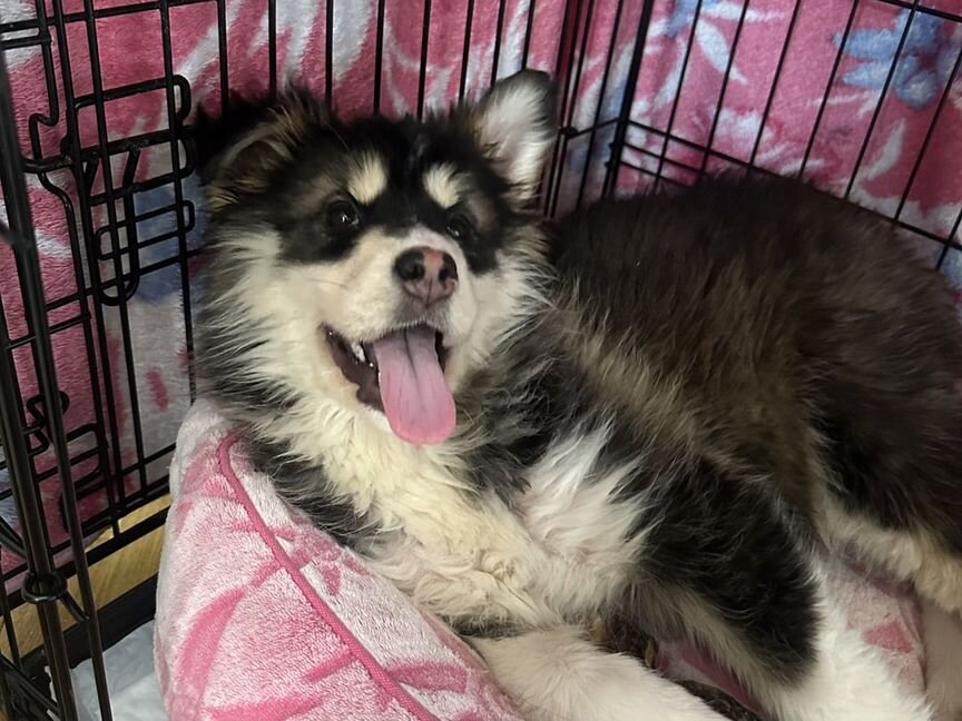 Нала ищет дом