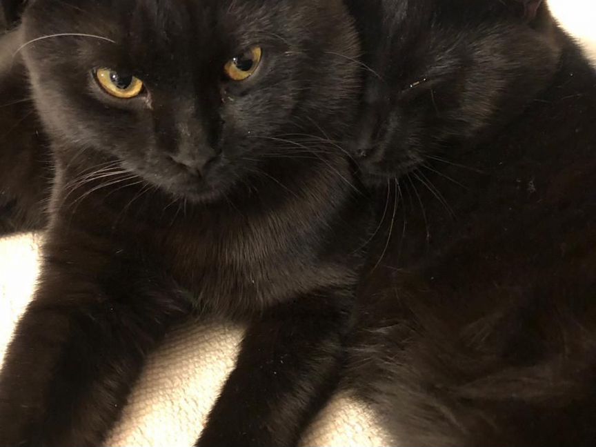Коты Базон и Макуша
