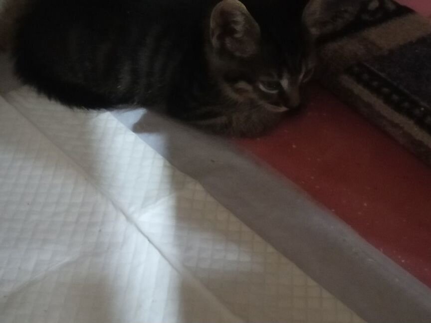Коты майкуны, также имеется торг