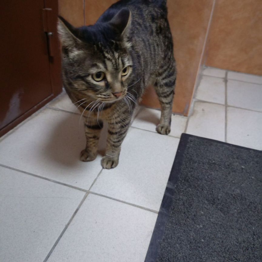 Кошка бесплатно