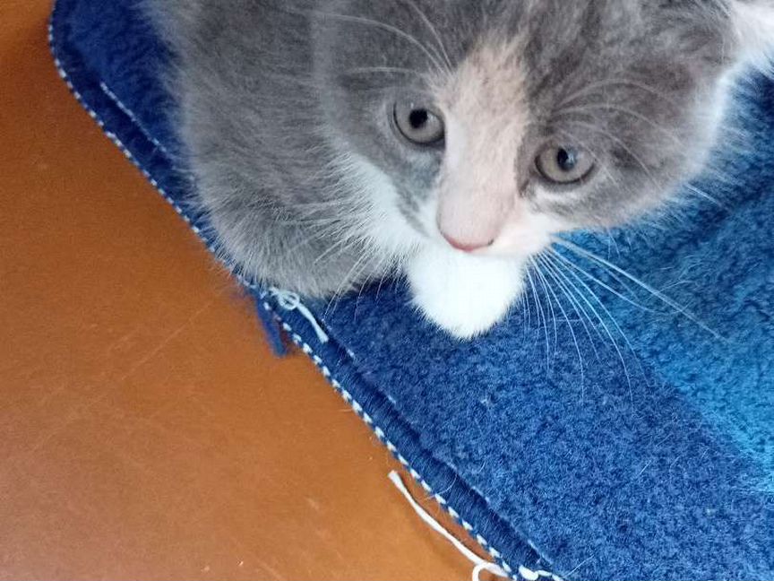 Кошки бесплатно