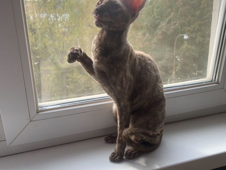 Кошка Корниш-рекс