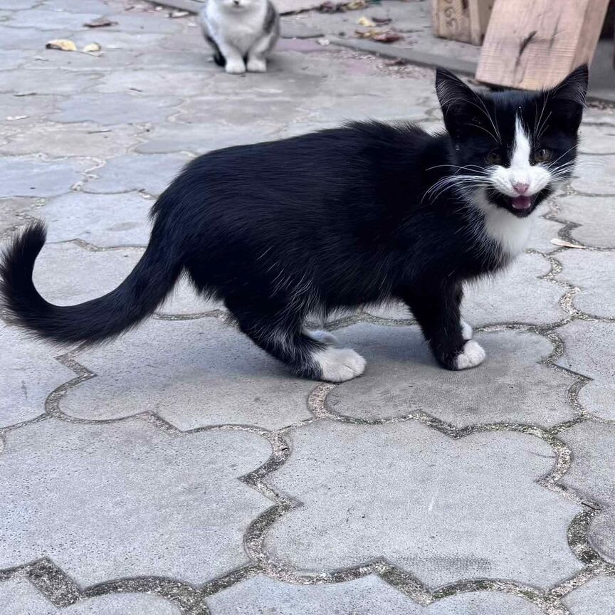Котята бесплатно
