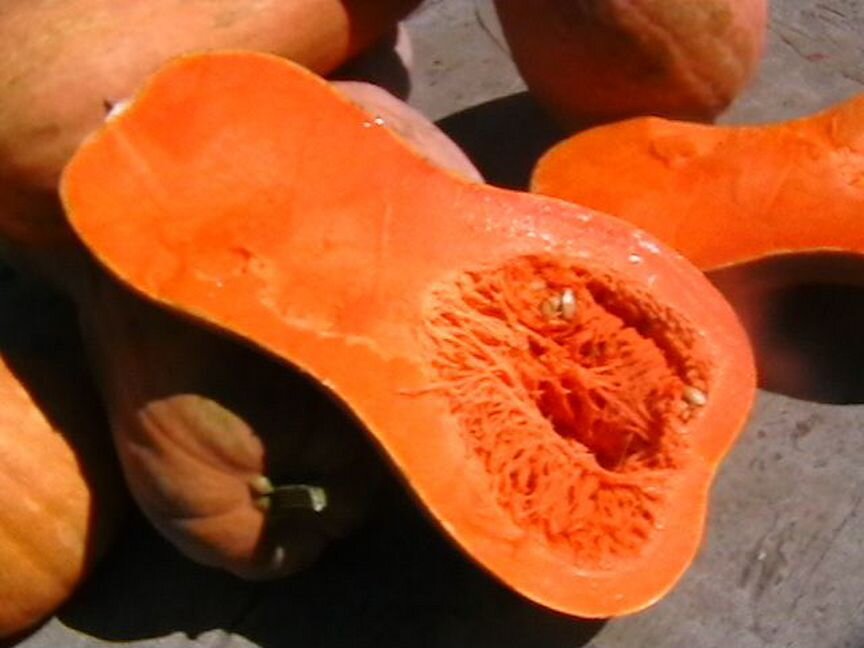 Тыква оптом