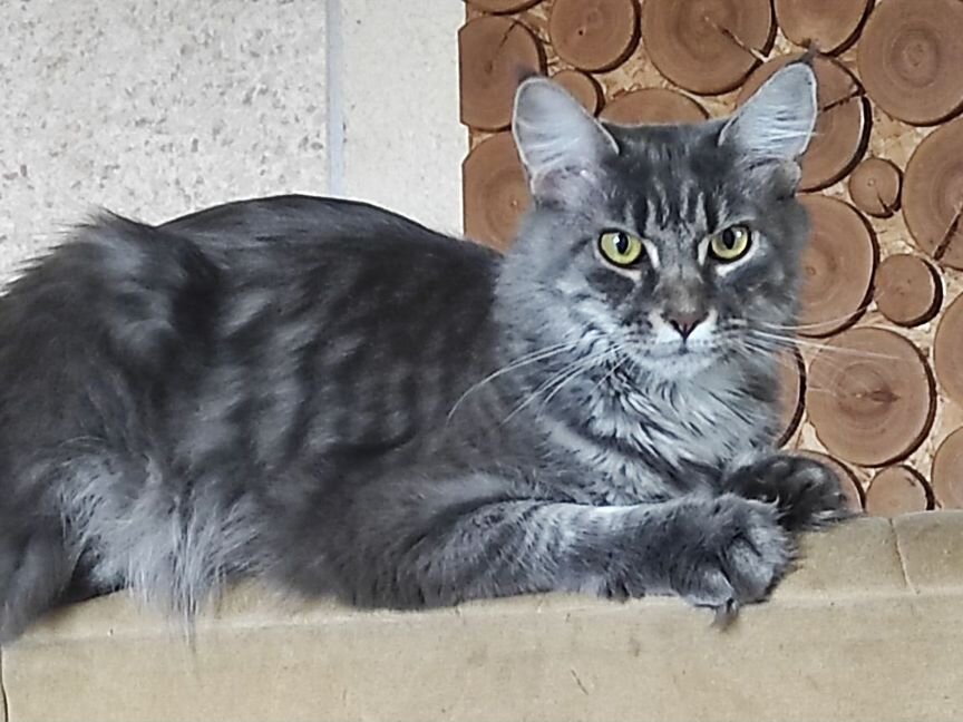 Ищем кота для вязки Мейн-кун