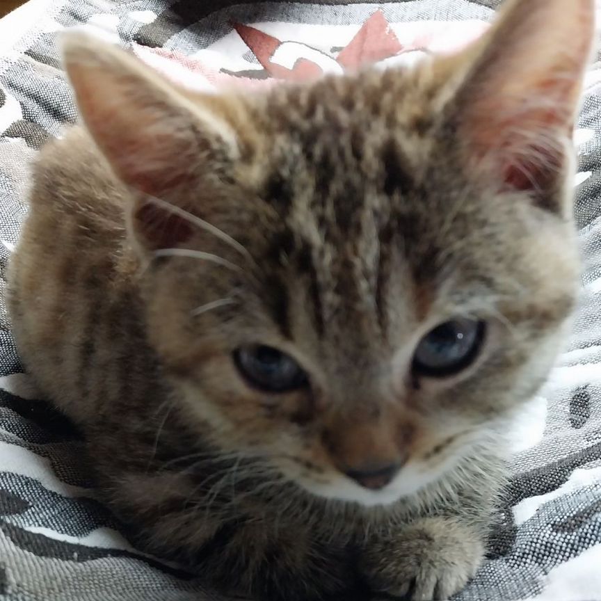 Шотландский прямоухий короткошёрстный котёнок