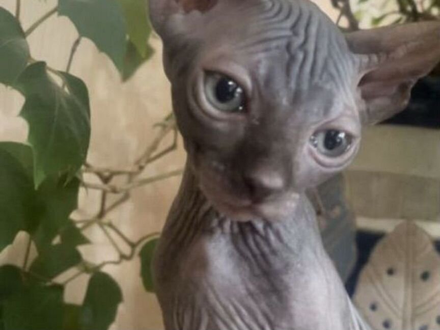 Котята сфинкс донской