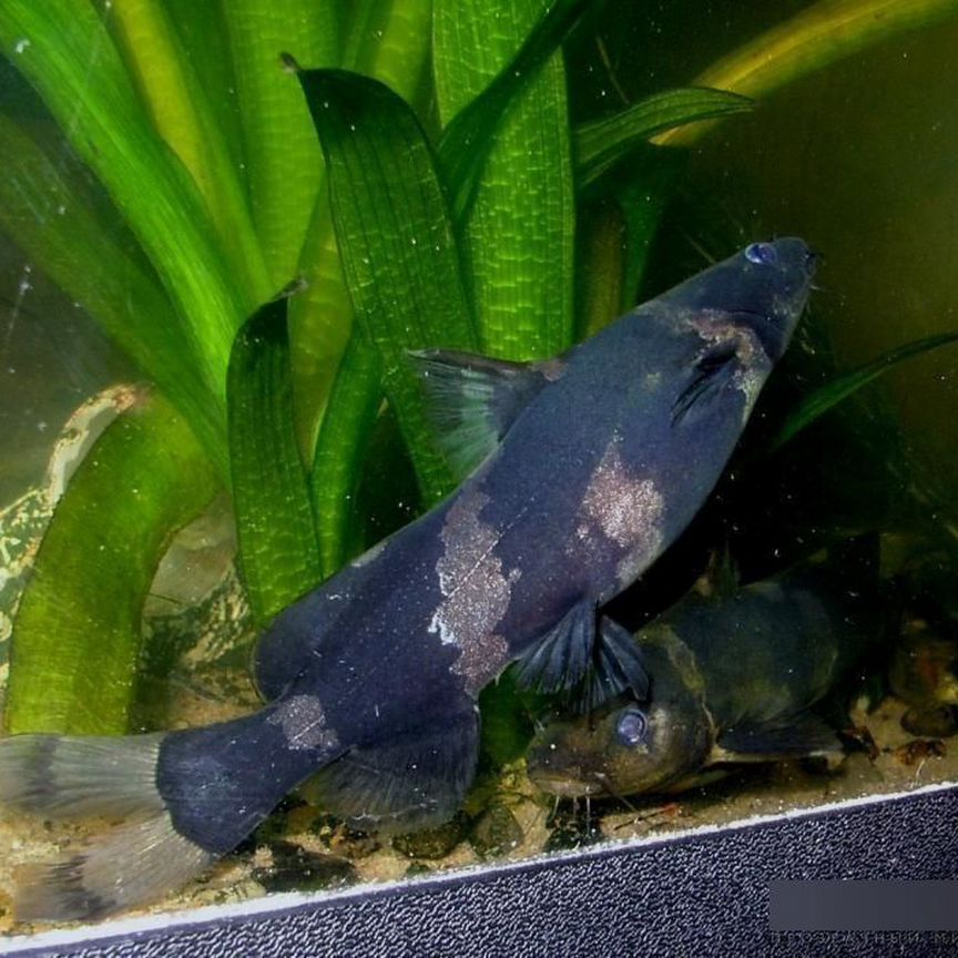 Касатка сиамская