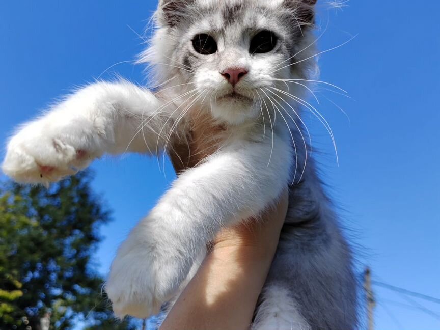 Котик няшка