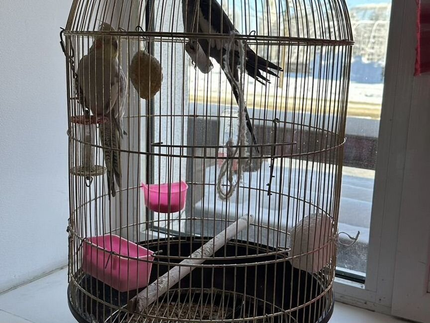 Попугай карелла с клеткой