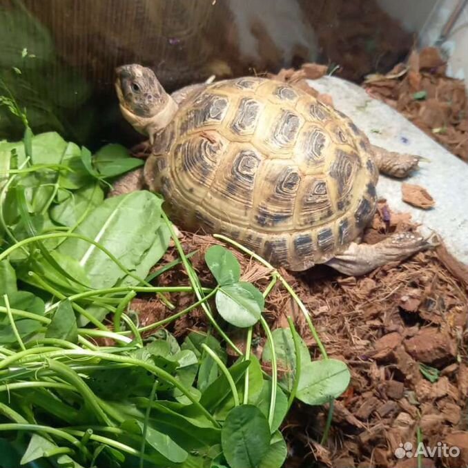 Черепаха сухопутная