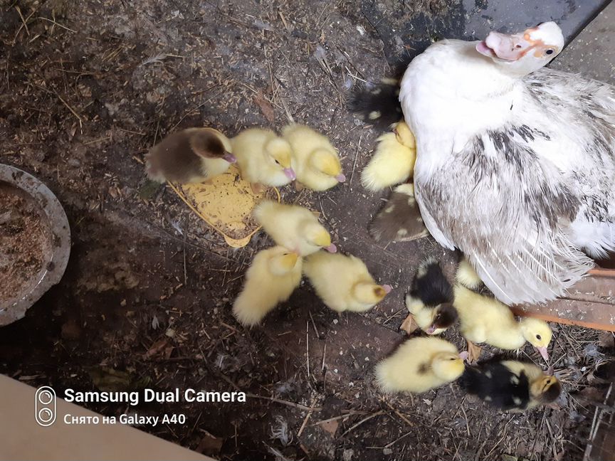 Утка с утятами