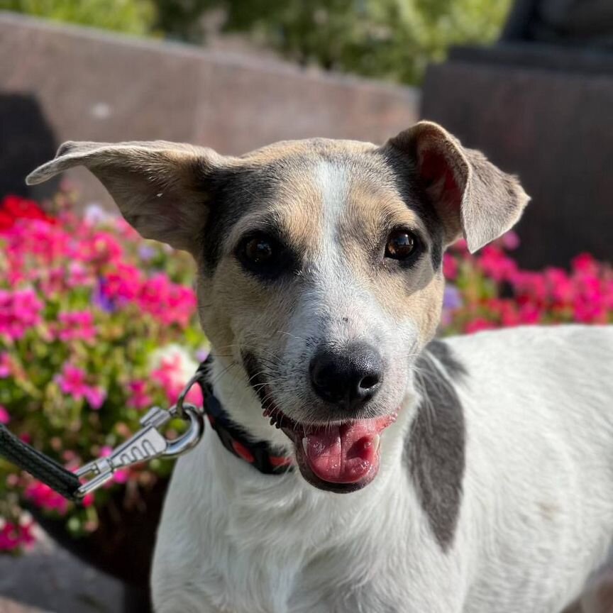 Небольшая собака в добрые руки