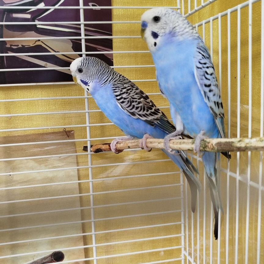 Волнистый попугай