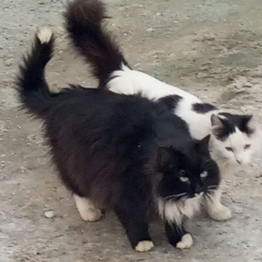 Коты и кошки