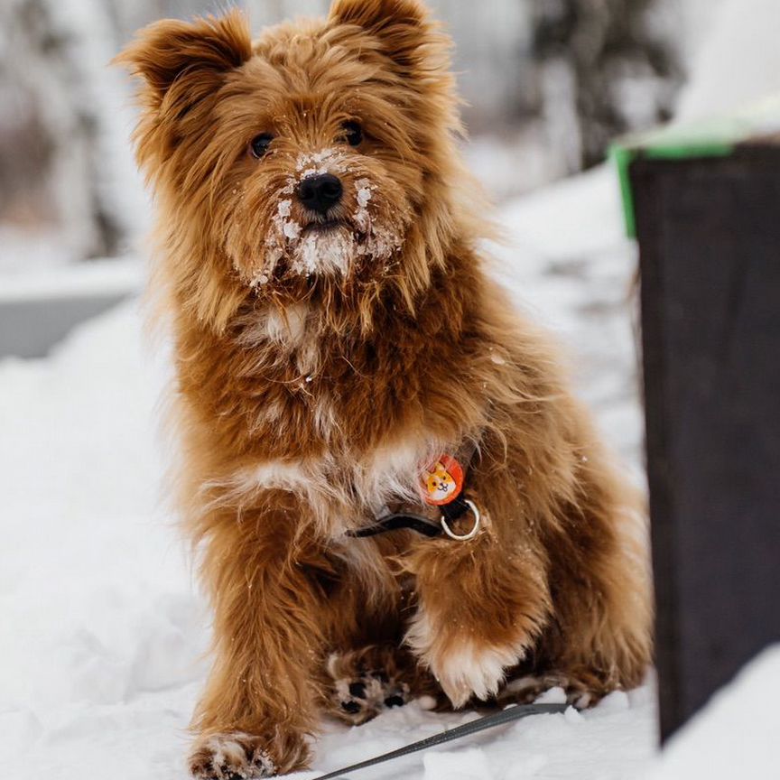 Продам щенка помапу