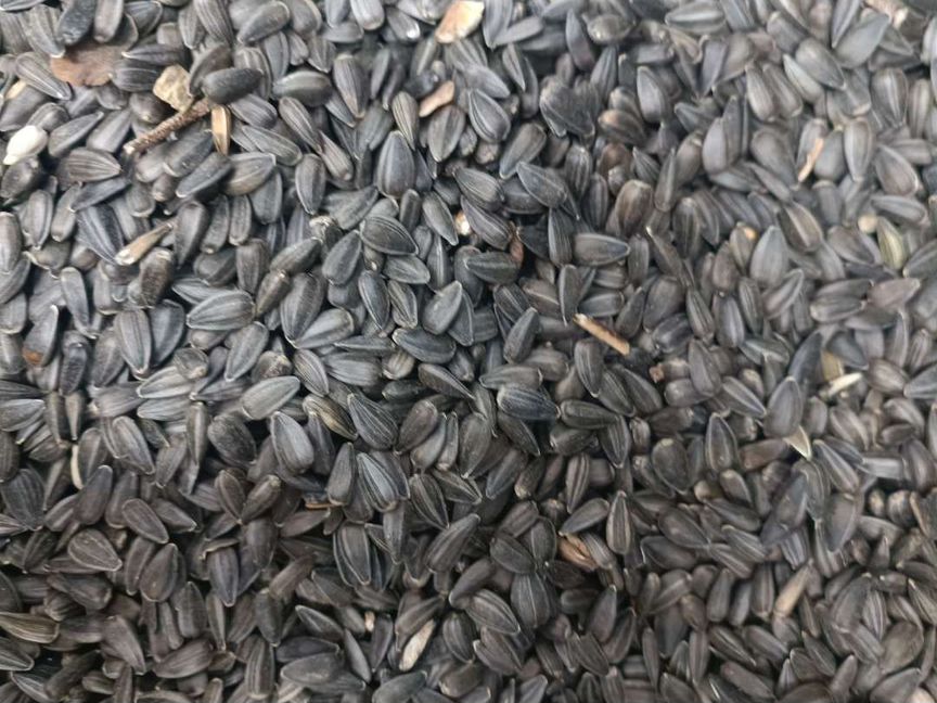 Семечка кормовая