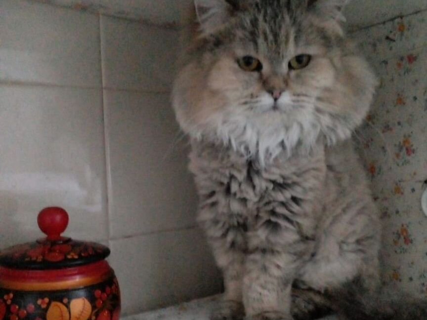 Британская шиншилла