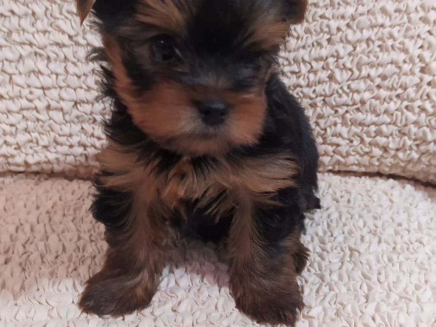 Мальчик йоркширского терьера