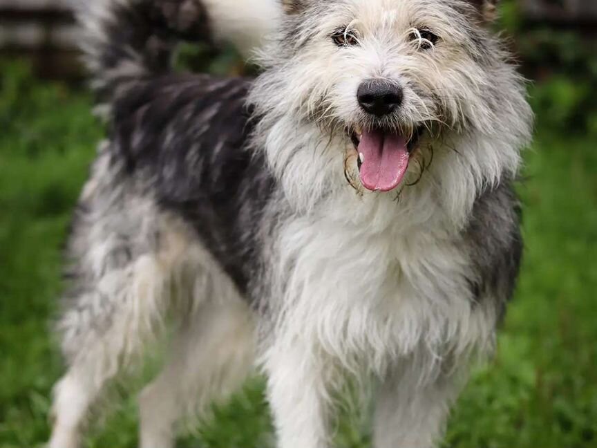 Собака в добрые руки