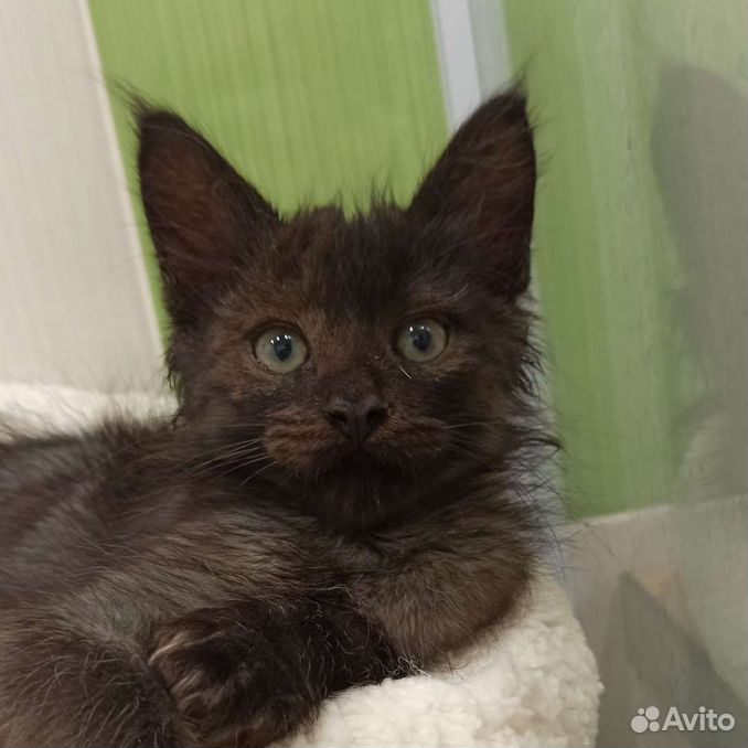Котёнок Браунu ищет дом