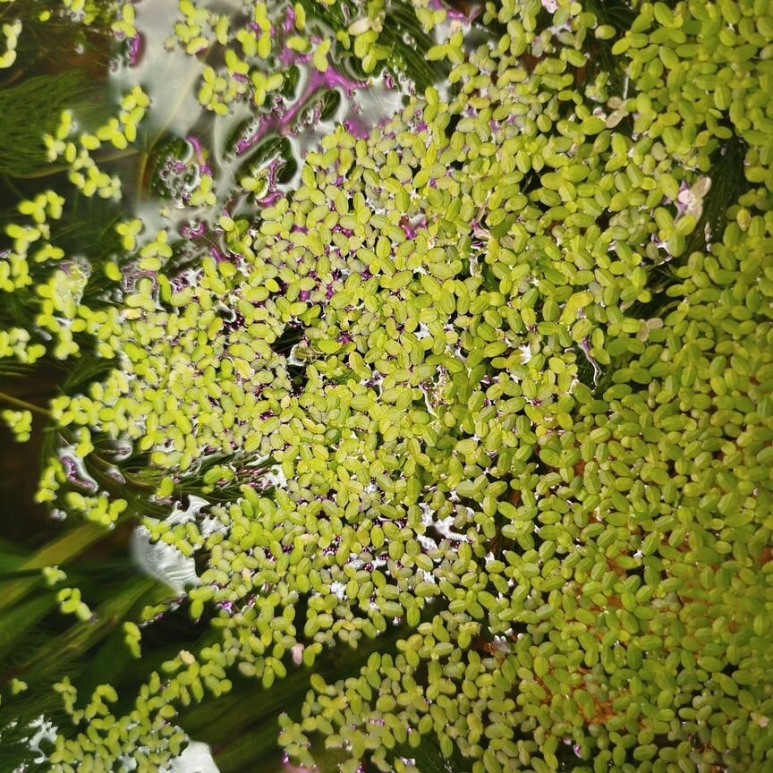 Ряска для аквариума