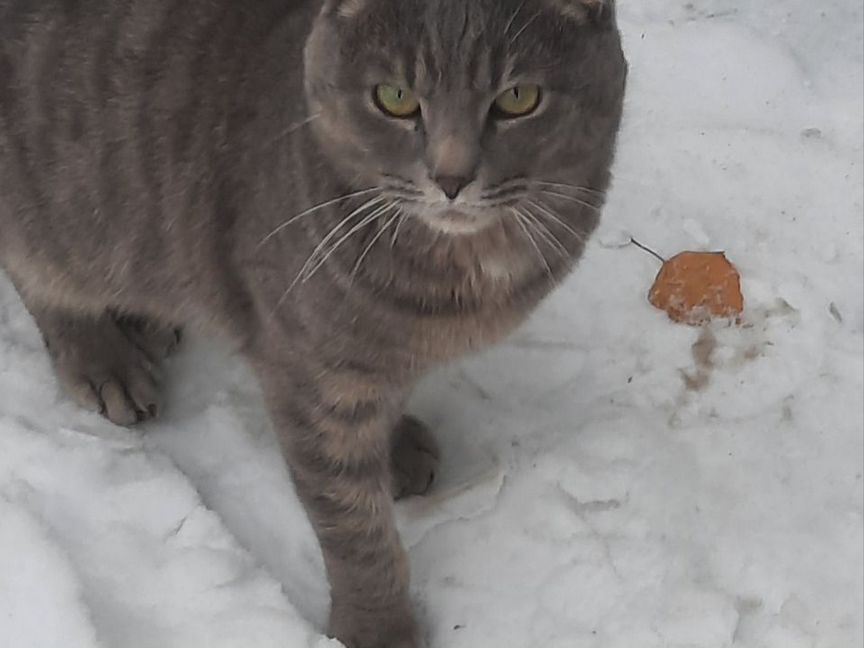 Шотландская вислоухая кошка бесплатно