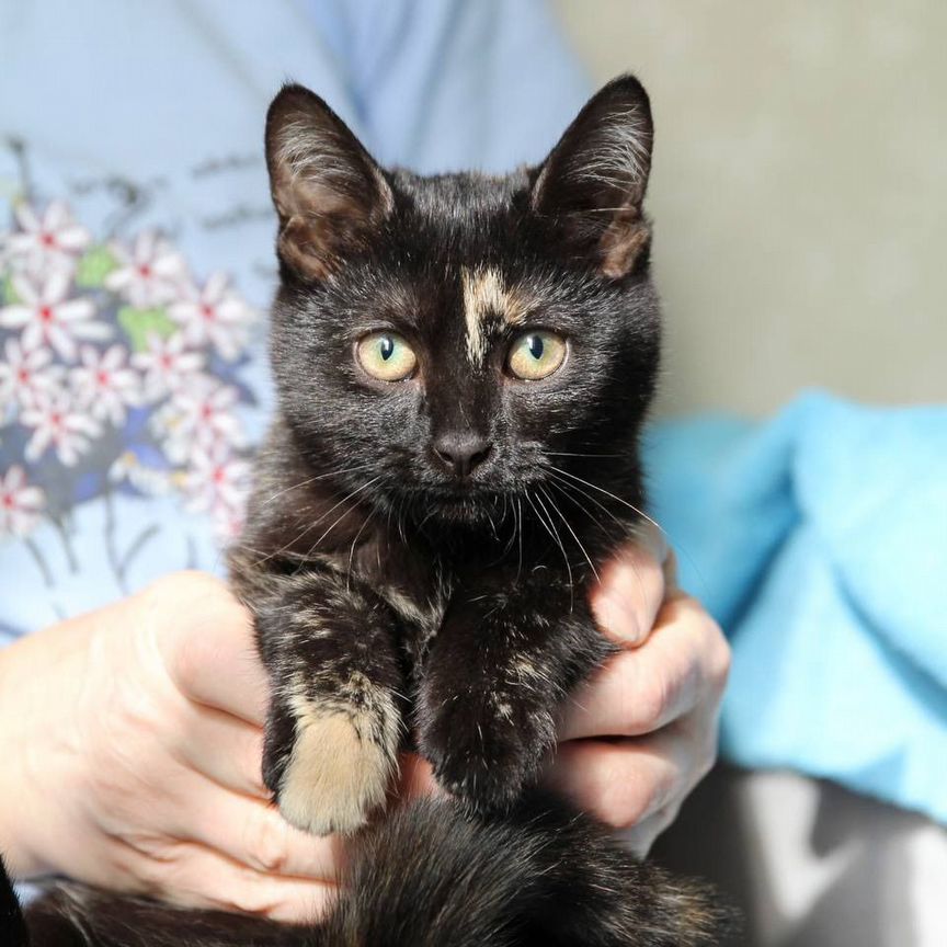 Ириска-барбариска ищет дом