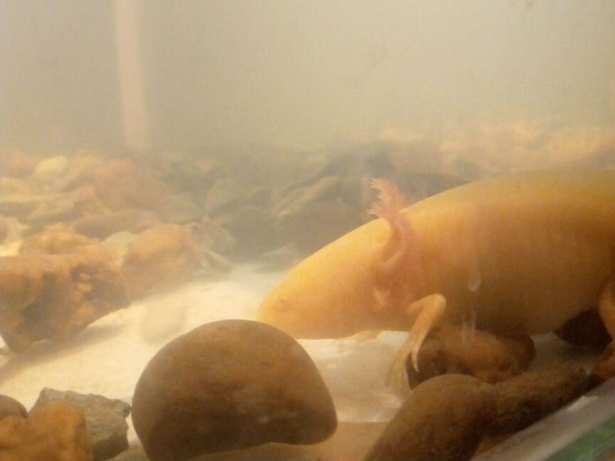 Нашел аксалотля