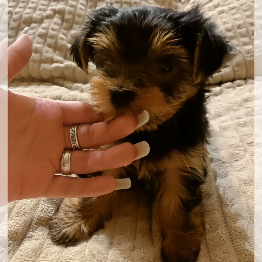 Йоркширский терьер, щенок