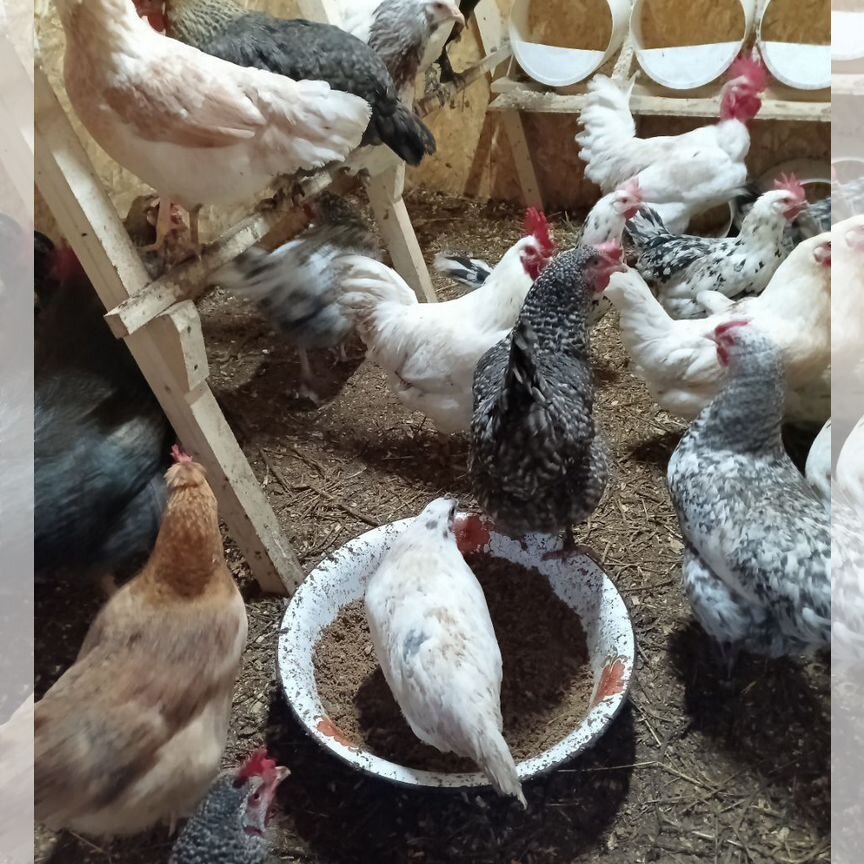 Домашние молодые петухи