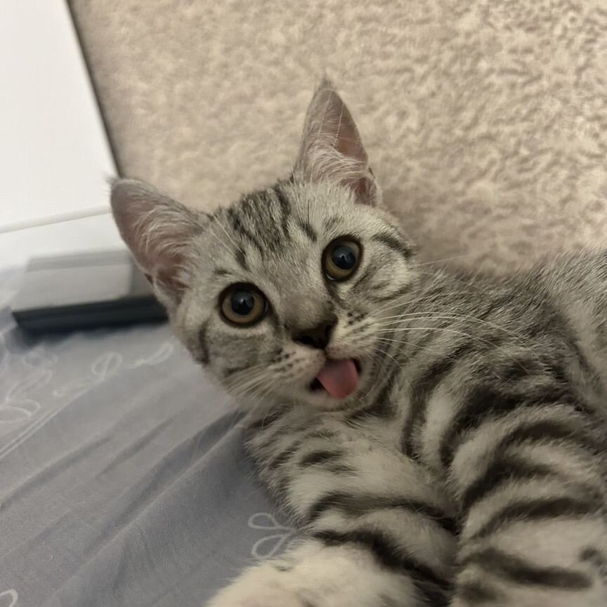 Котенок