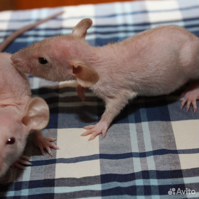 Крыски сфинксы