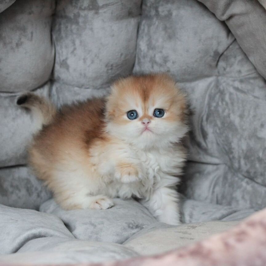Шотландский вислоухий котенок