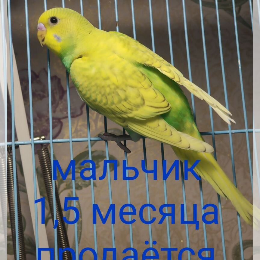 Волнистый попугай мальчик