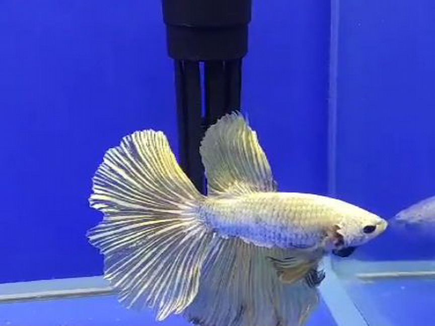 Рыбка петушок золотой слиток дракон