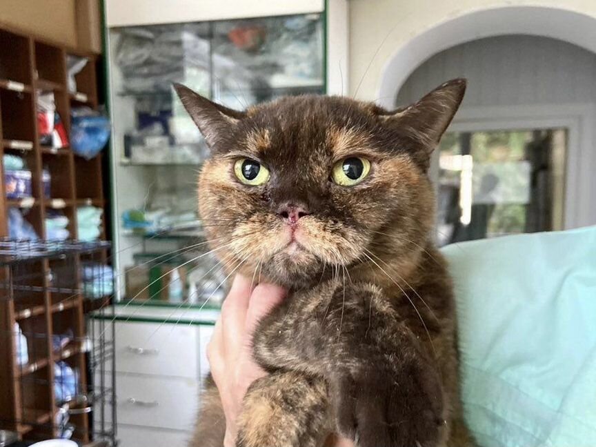 Недовольная кошка ищет дом