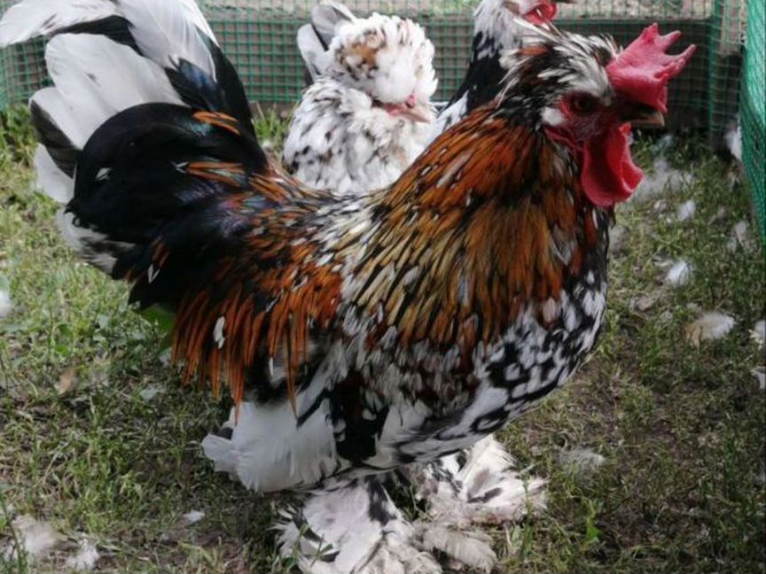 Алтайская бентамка