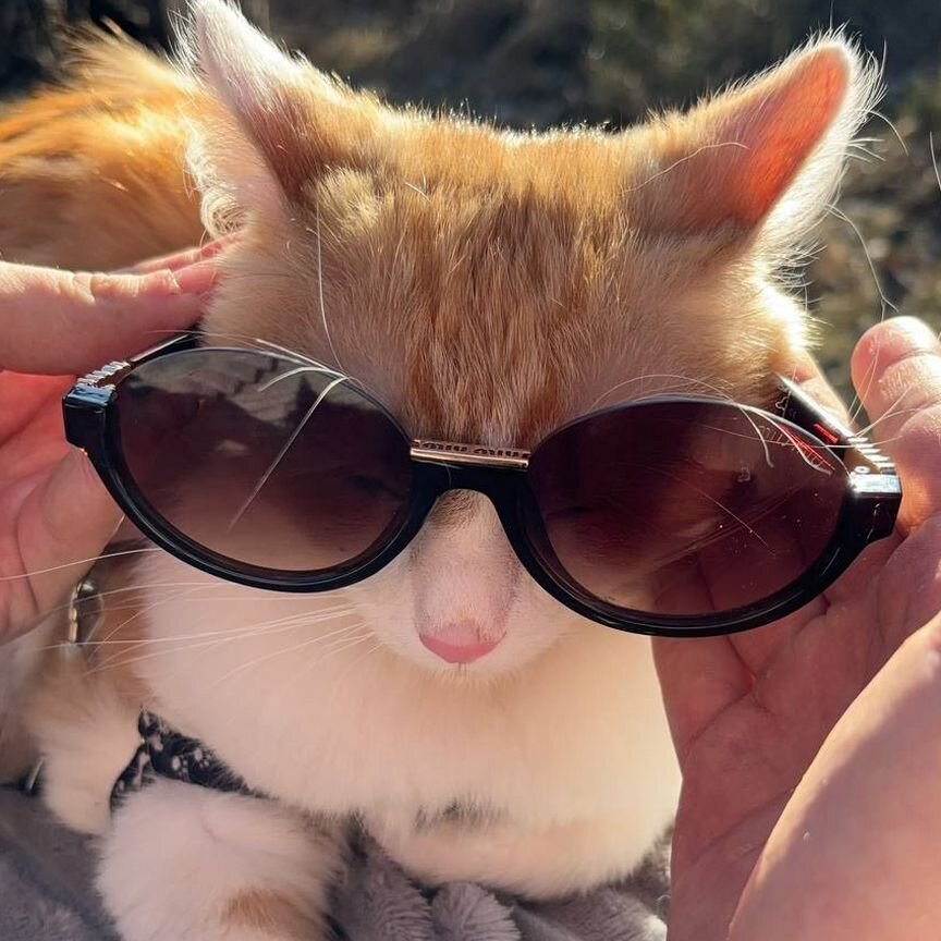 Мэнкс, взрослый кот