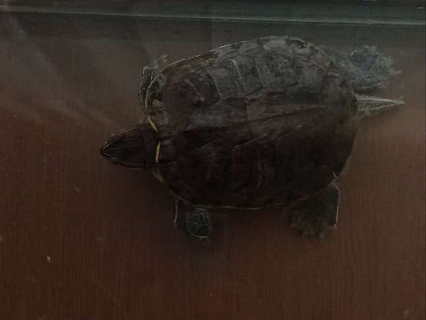 Черепаха с аквариумом