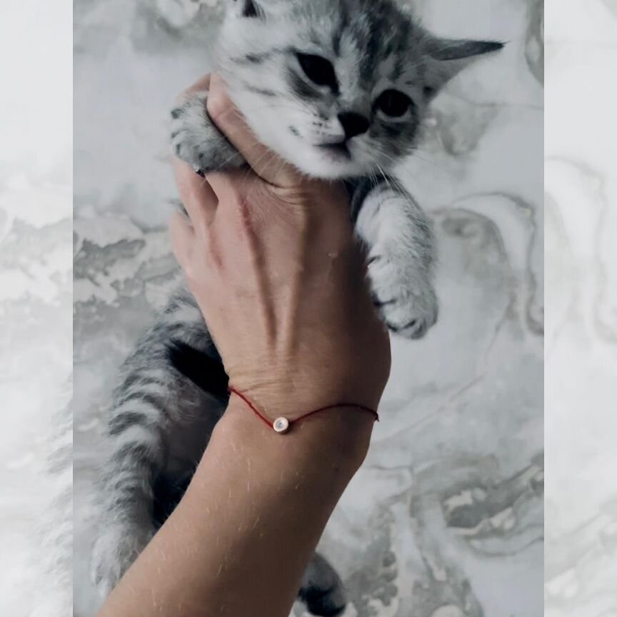 Британский короткошёрстный котёнок