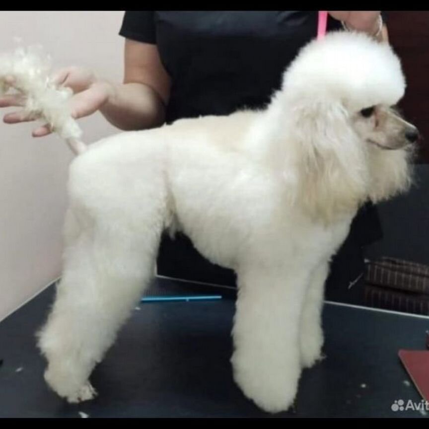 Карликовый пудель, щенок