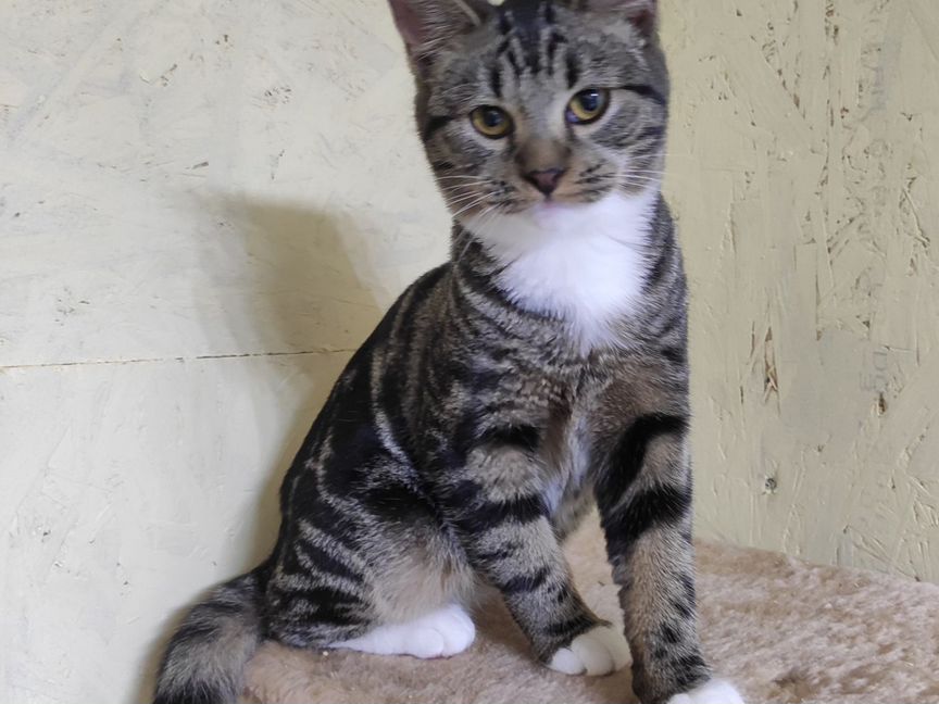 Котёнок Ника в добрые руки