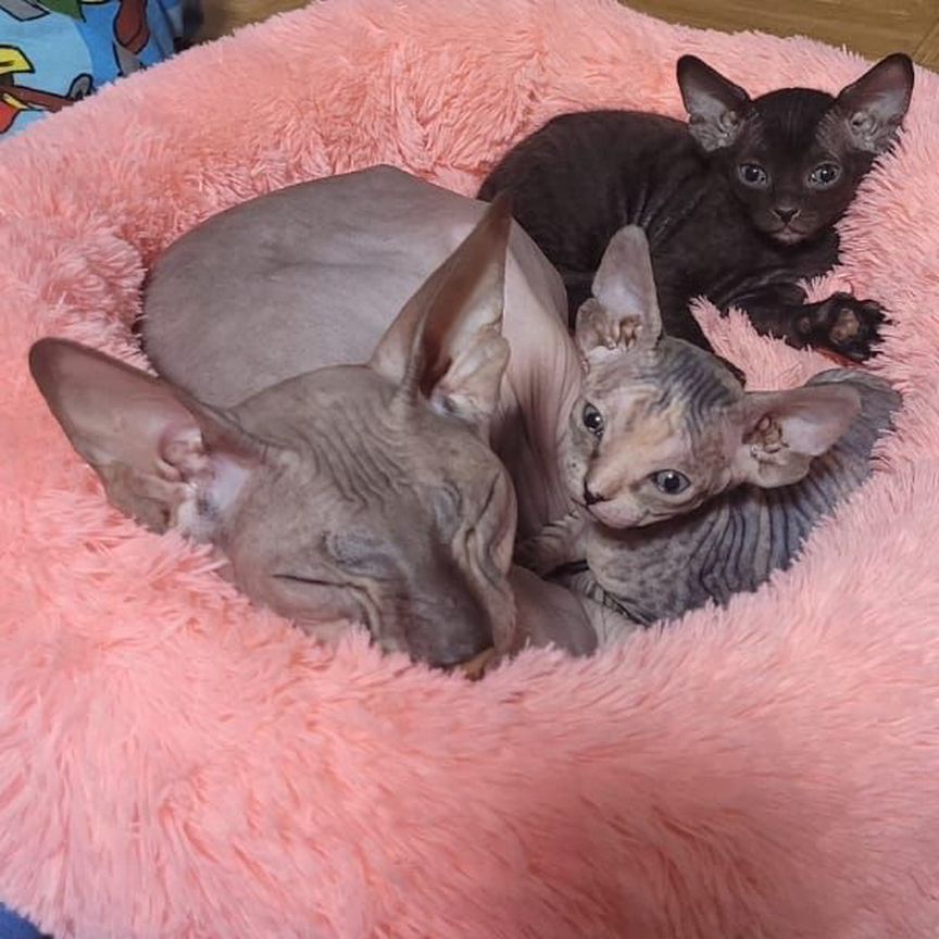 Канадский сфинкс котёнок