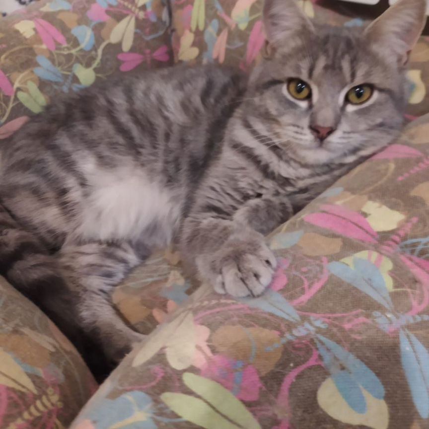 Серенький котик ищет дом