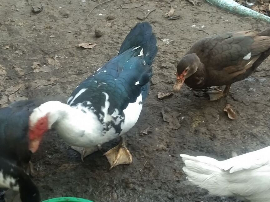 Мускусные индоутки, индоутята