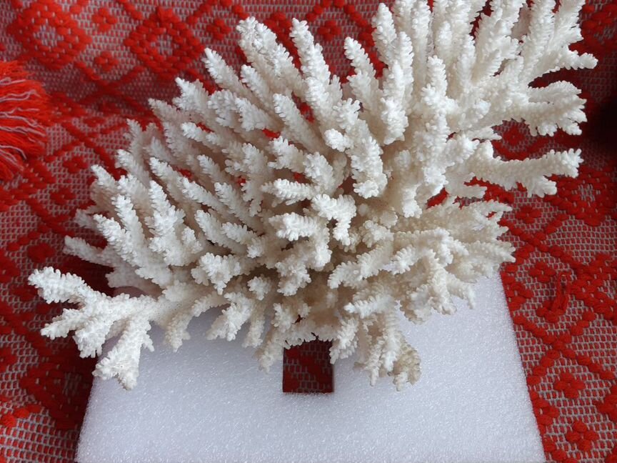 Морской коралл